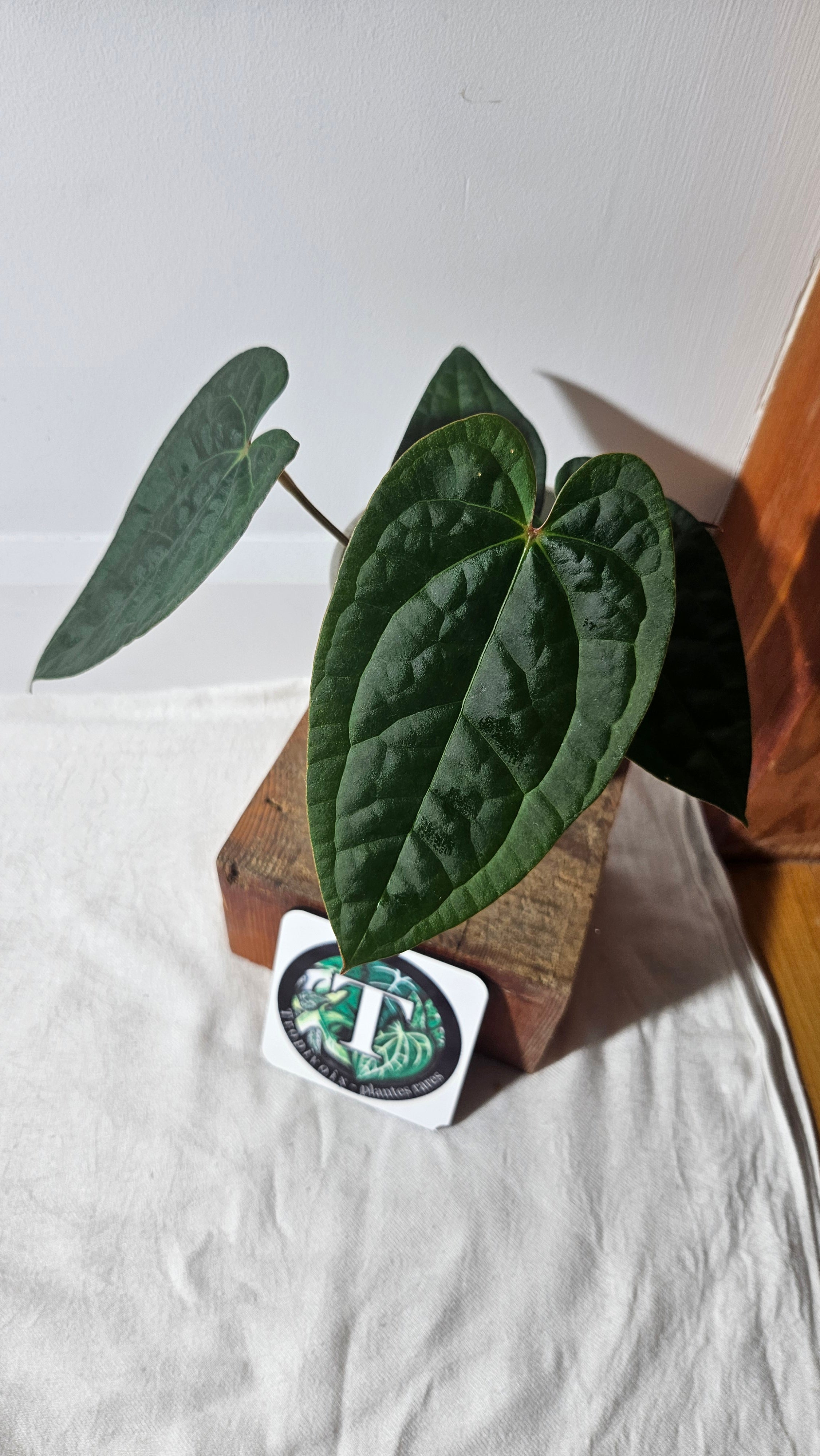 Anthurium Forgetti X Luxurians "format MOYEN" (ANT-418) – Tropivoix ...